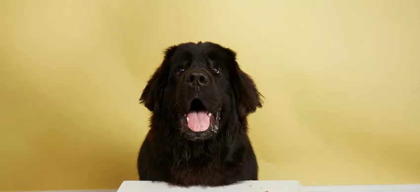 Can Dogs Get Chicken Pox